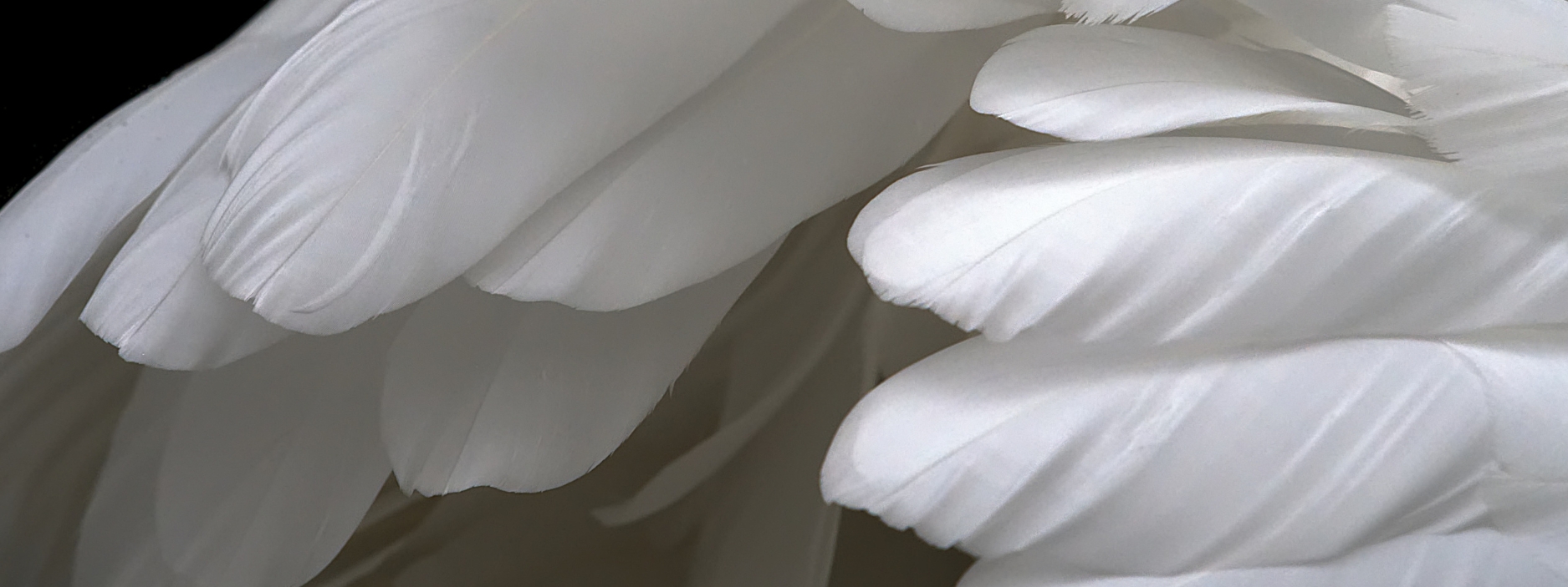 Gene Key 55 – Freedom - Gene Keys