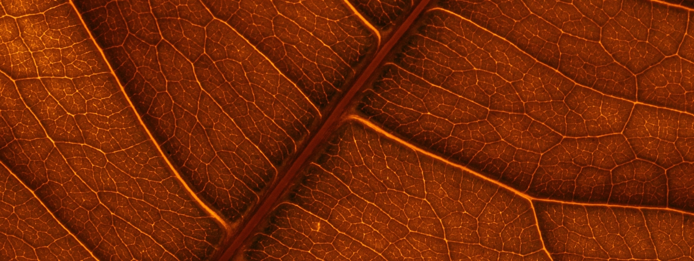 Gene Key 38 – Honour