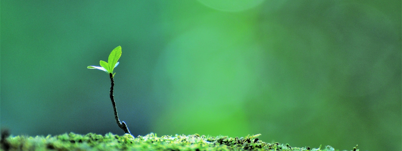 Gene Key 49 – Rebirth