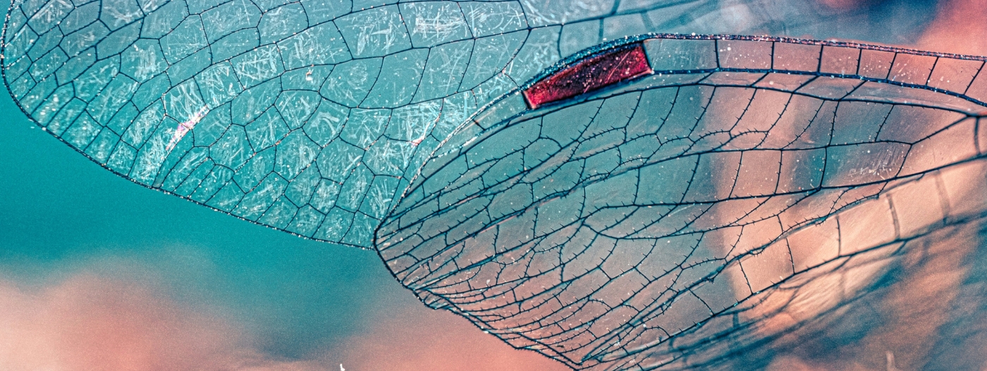 Gene Key 55 – Freedom