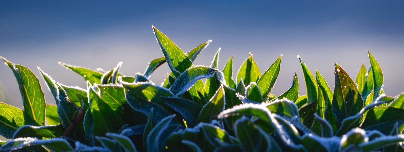 Gene Key 24 – Silence