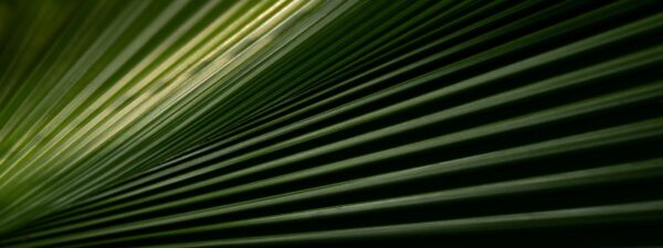 Pulse Gallery - Gene Keys