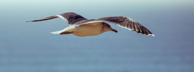 Pulse Gallery - Gene Keys