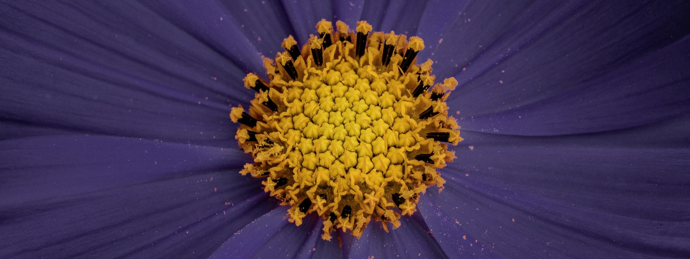 Gene Key 18 – Perfection