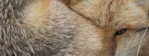 Pulse Gallery - Gene Keys