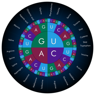 Codon Rings - Gene Keys