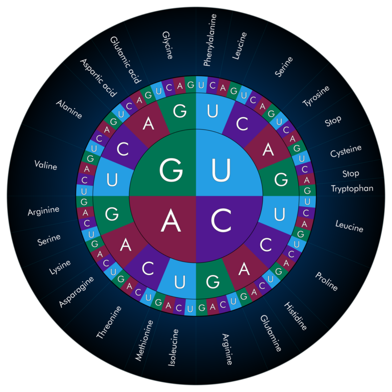 Codon Rings - Gene Keys